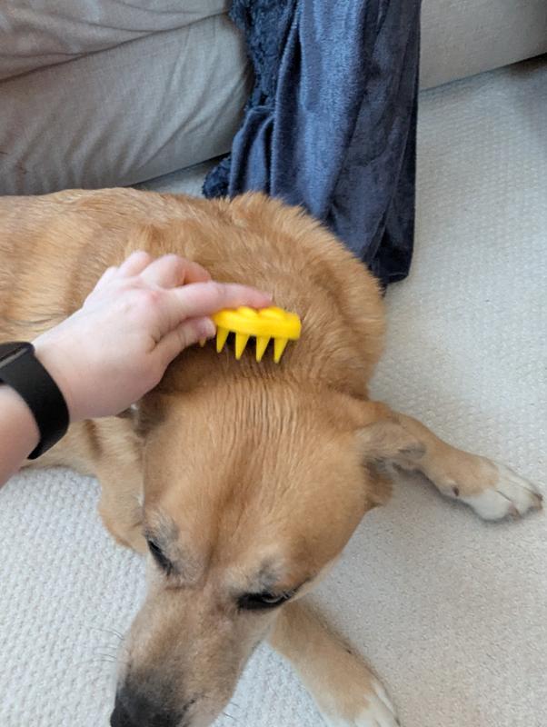 BAILEY CAT CO. The Bailey Brush Dog Brush, Pawmelo Yellow - Chewy.com