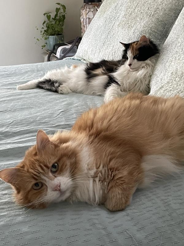 LIQUID-VET Hip & Joint Support Chicken Flavor Cat Supplement, 8-fl oz ...