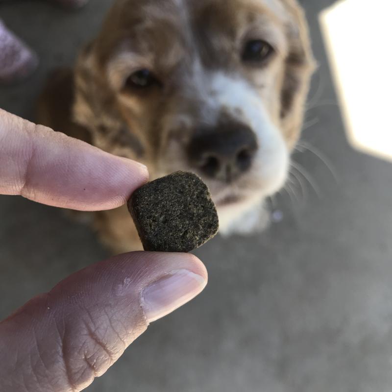 STRELLALAB No Poo Coprophagia Stool Eating Deterrent Chew Supplement ...