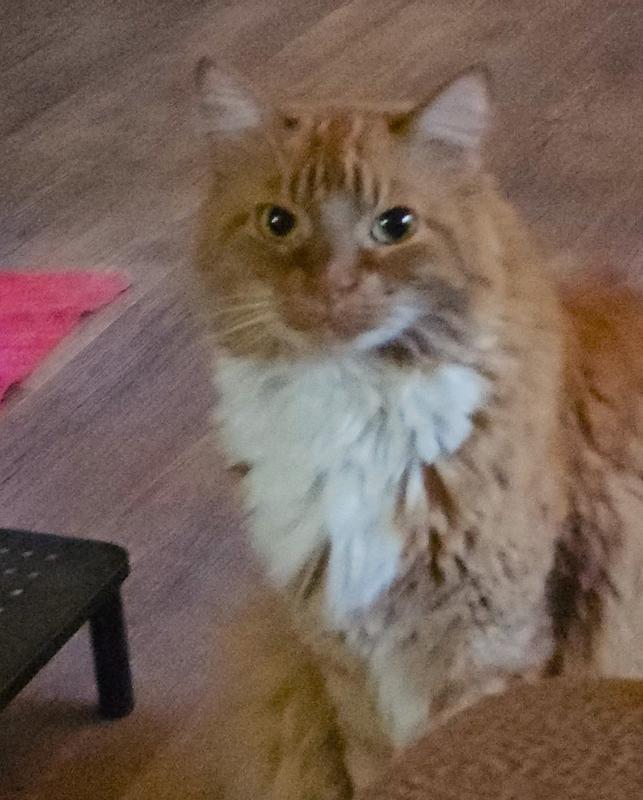 FREELY Rabbit Recipe Limited Ingredient Grain-Free Dry Cat Food, 3-lb ...