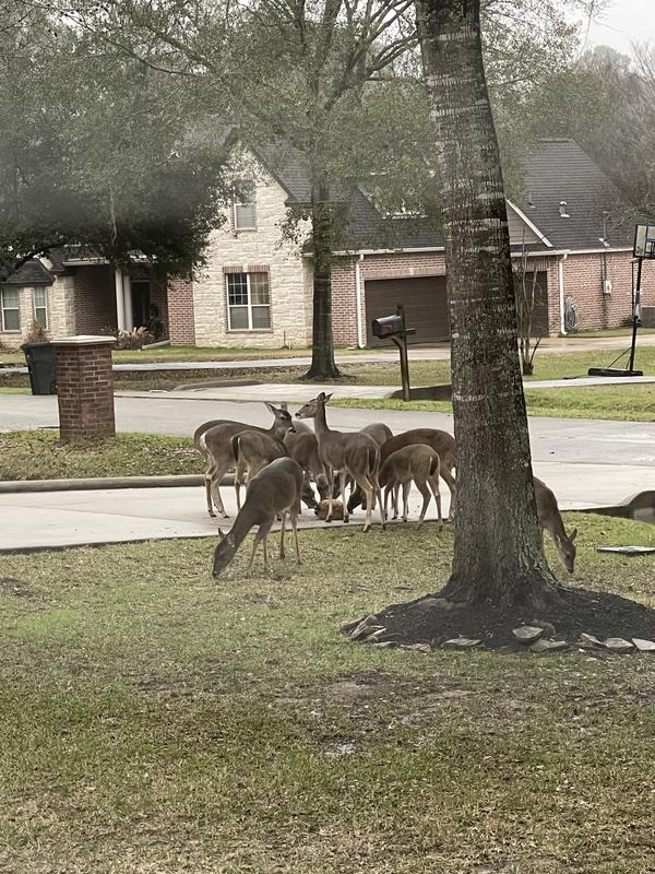 BACKYARD BUFFET Wildlife Treat, 20-lb block - Chewy.com