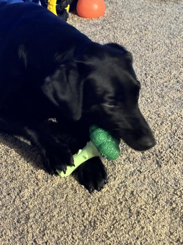 NYLABONE Power Chew Broccoli Dog Toy Bacon Cheese, Large - Chewy.com