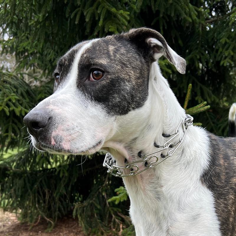 PATPET No Pull Prong Training Pinch Dog Collar, Silver - Chewy.com