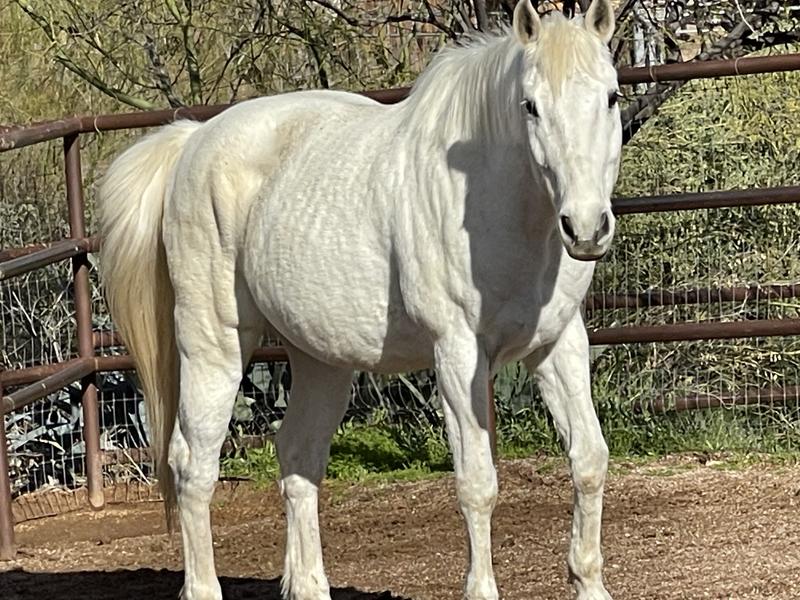 PERGOLIDE COMPOUNDED Powder Apple Flavored for Horses, 1-MG/1.25CC, 60 ...