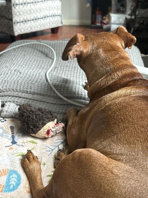 DISNEY Halloween Hocus Pocus Sanderson Sisters Plush Squeaky Dog Toy ...