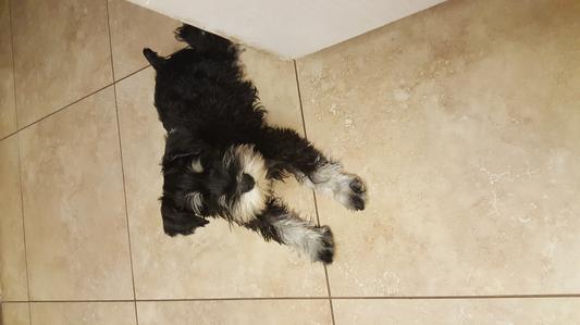 ALBON (sulfadimethoxine) Tablets for Dogs & Cats, 1 tablet, 250-mg ...