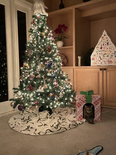 FRISCO Holiday Gift Box Cardboard Cat House Cat Toy - Chewy.com