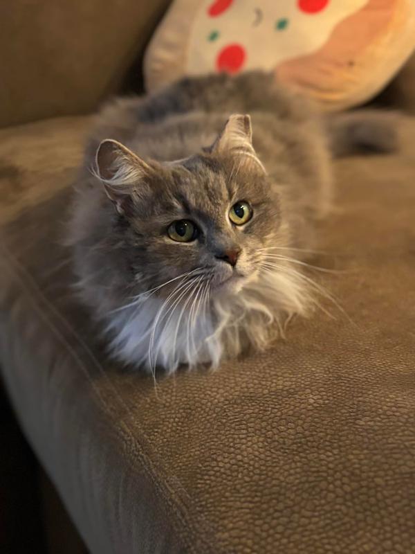 JW PET Gripsoft Cat Comb - Chewy.com