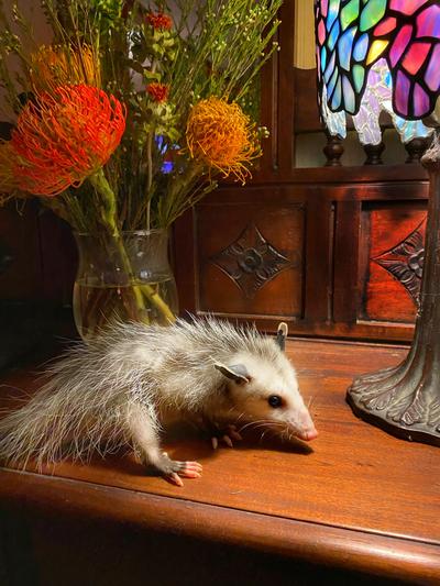 EXOTIC NUTRITION Opossum Complete Opossum Food, 1-lb bag - Chewy.com