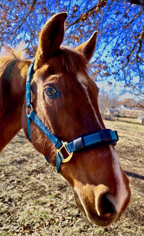 STUBBEN Reflective Horse Stable Halter, Blue, Cob - Chewy.com