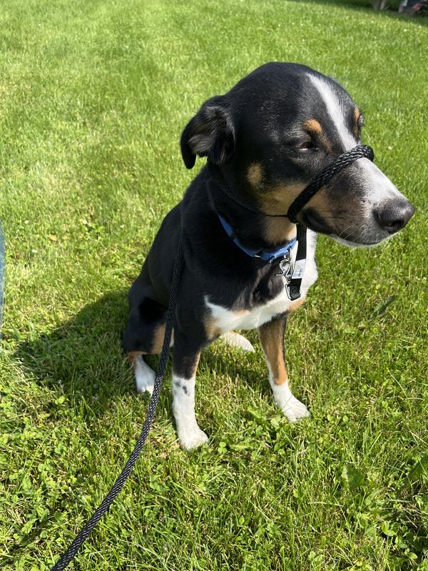 HEATHER'S HEROES The Sidekick Transitional Dog Training Leash, Blue ...