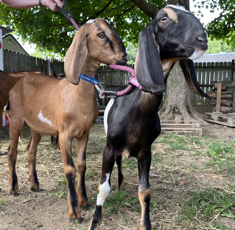 KALMBACH FEEDS Start Right Young Goat Feed, 50-lb bag - Chewy.com