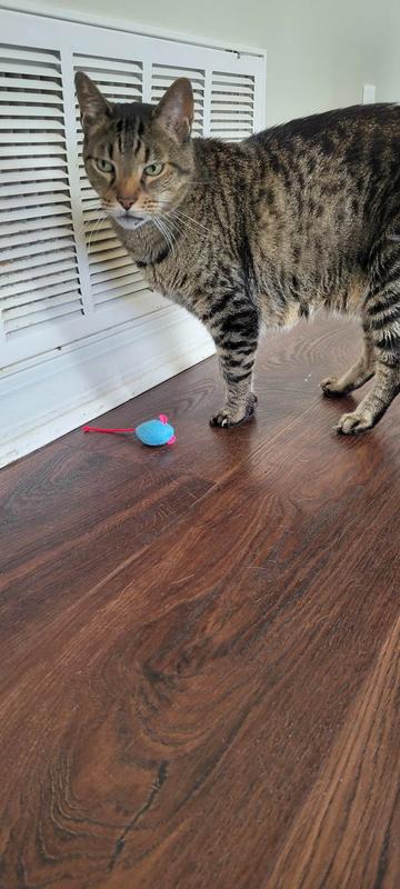 HARTZ Cattraction Crinkle Mice Cat Toy, Multi Color, 10 count - Chewy.com