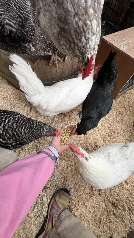 NUTRENA NatureWise Layer 16% Protein Pellet Chicken Feed, 50-lb bag ...