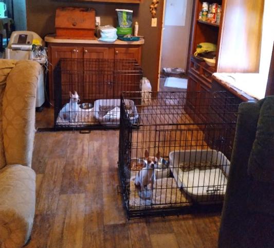 PUPPY PAN Dog Litter Pan, Large - Chewy.com