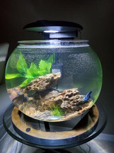 Out of Stock - PENN-PLAX Aquasphere 360⁰ Fish Aquarium, 10-gal - Chewy.com