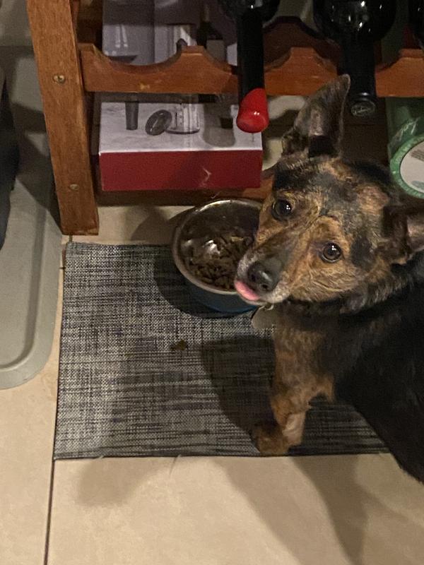 NOM NOM Freshly-Made Frozen Grain-Free Pork Potluck Dog Food, 14-oz ...