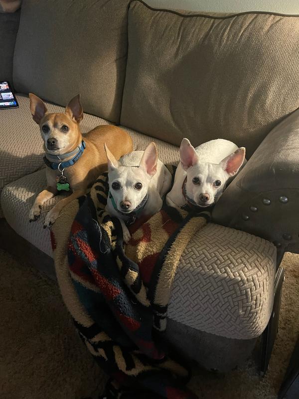 REVOLT Topical Solution for Dogs, 10.1-20 lbs, (Brown Box) - Easy ...