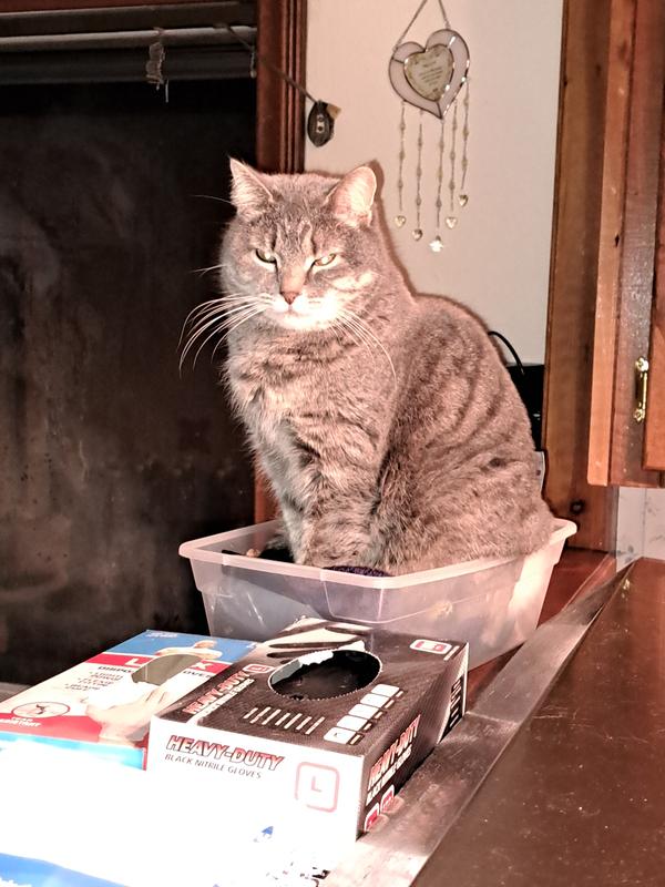 RENAPLUS (Potassium Gluconate) Oral Gel for Dogs & Cats, 5-oz - Easy ...