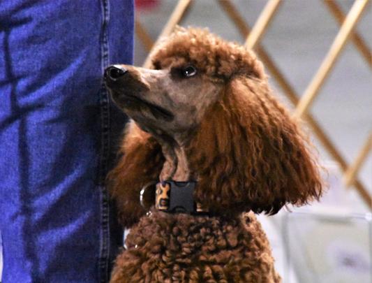 WAHL Deluxe U-Clip Dog & Cat Clipper Kit, Red - Chewy.com