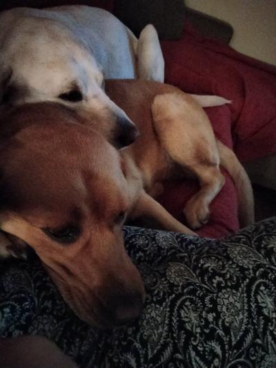 CHUCKIT! Kick Fetch Ball Dog Toy, Large - Chewy.com