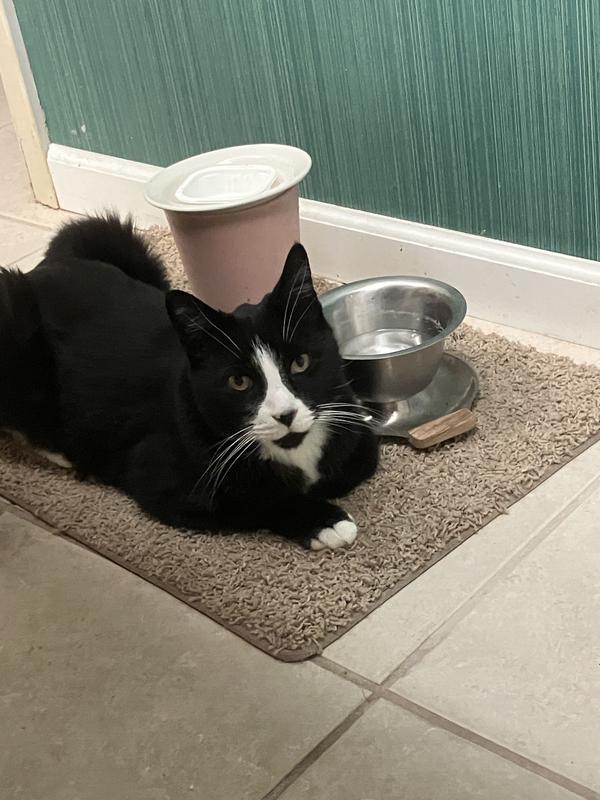 PURINA PRO PLAN VETERINARY DIETS UR St/Ox Urinary Dry Cat Food, 6-lb ...