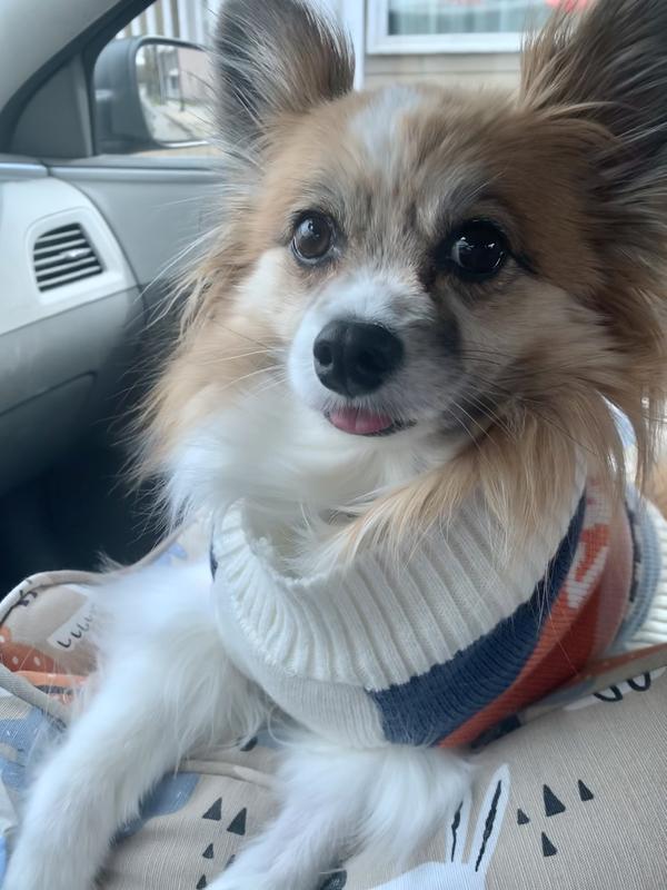 PERCORTEN-V (desoxycorticosterone pivalate) Injectable for Dogs, 25 mg ...