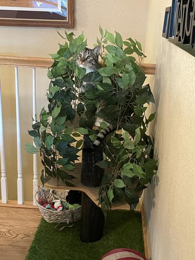 ON2PETS 48-in Medium Square Modern Cat Tree - Chewy.com