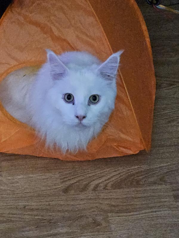 RUFFIN' IT Cat Pop Up Tent Cat Toy, Color Varies - Chewy.com RUFFIN' IT Cat Pop Up Tent Cat Toy, Color Varies - Chewy.com