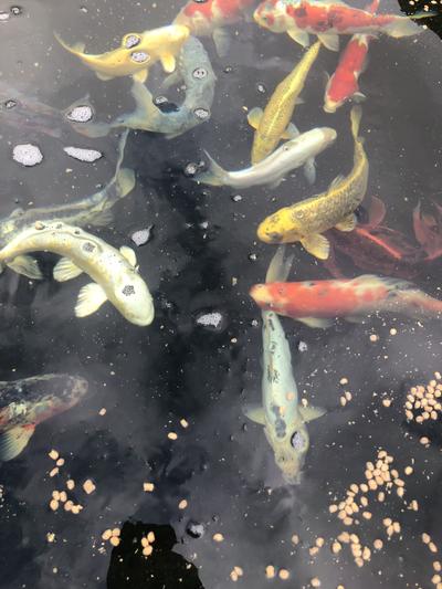 KAYTEE Koi's Choice Premium Fish Food, 25-lb bag - Chewy.com