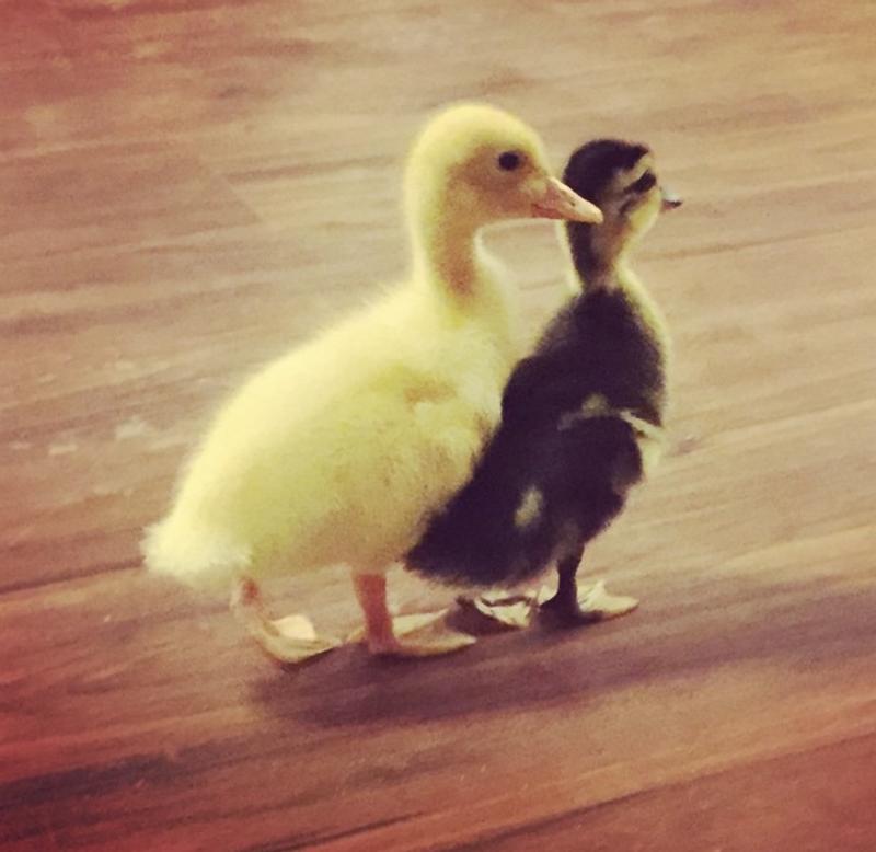 NUTRENA Country Feeds Duck & All Flock Starter Crumble Poultry Feed, 50 ...