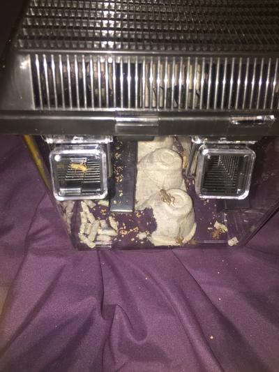 EXO TERRA Cricket Pen with Dispensing Tubes, Small - Chewy.com