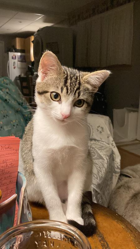 SHEBA Perfect Portions Kitten Variety Pack Chicken Pate & Pate Salmon ...