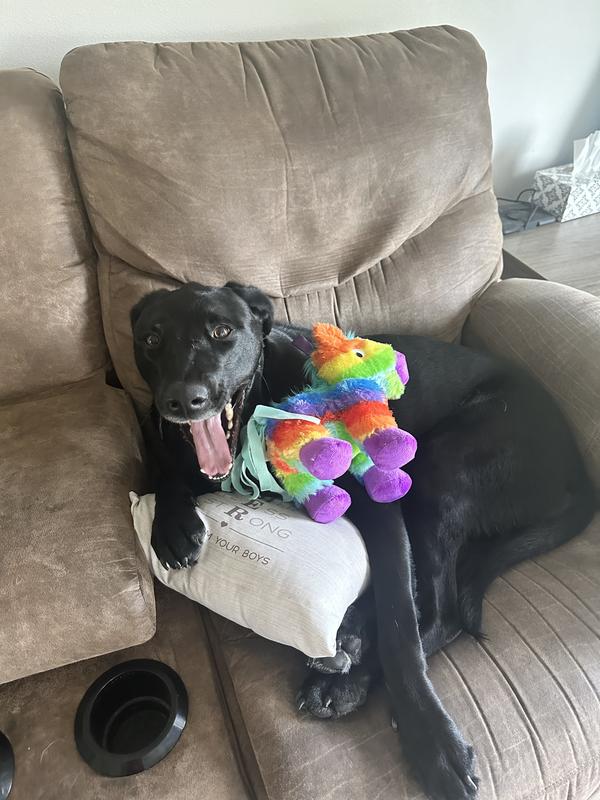 BARK Full o' Fluff Pinata Squeaky Plush Dog Toy - Chewy.com