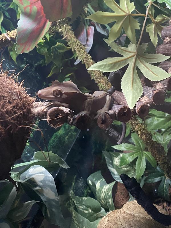 SUNGROW Bearded Dragon & Leopard Gecko Wooden Ladder, Reptile Bridge ...