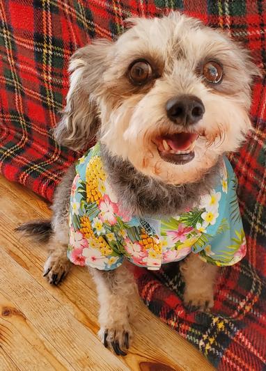 FRISCO Pineapple Hawaiian Camp Dog & Cat Shirt, Large - Chewy.com