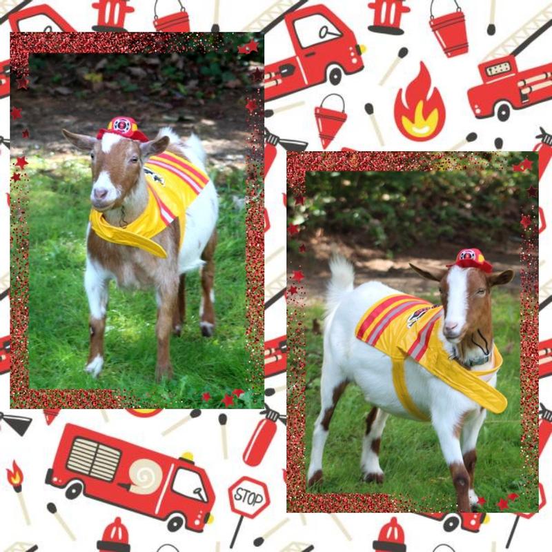 PET KREWE Firefighter Dog Costume, Yellow, X-Large - Chewy.com