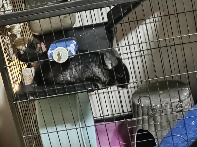 KAYTEE Lava Ledge Small Animal Toy, 5.8-in - Chewy.com