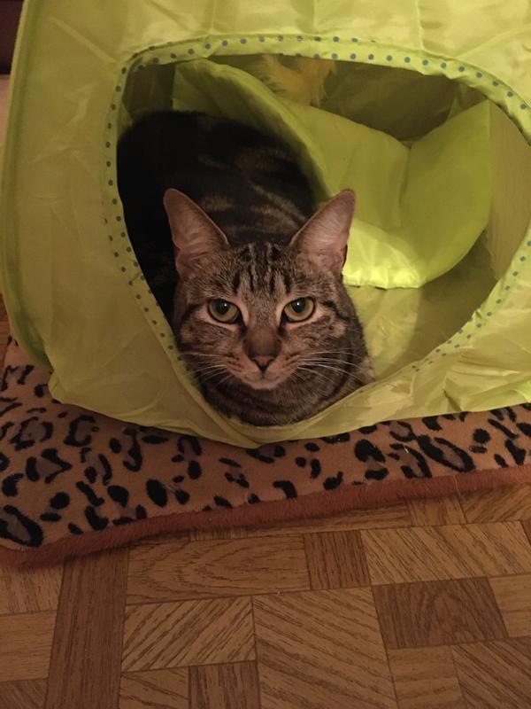 RUFFIN' IT Cat Pop Up Tent Cat Toy, Color Varies - Chewy.com RUFFIN' IT Cat Pop Up Tent Cat Toy, Color Varies - Chewy.com
