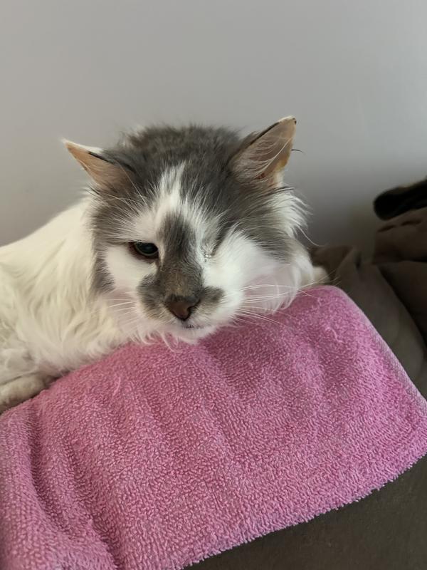 METHIMAZOLE COMPOUNDED Transdermal for Cats, 10-mg/0.1 mL, 6 mL, 2 ...