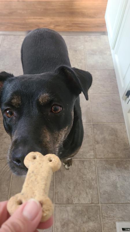 ARTISAN INSPIRED Maple Bacon & Blueberry Flavor Biscuits Dog Treats, 16 ...