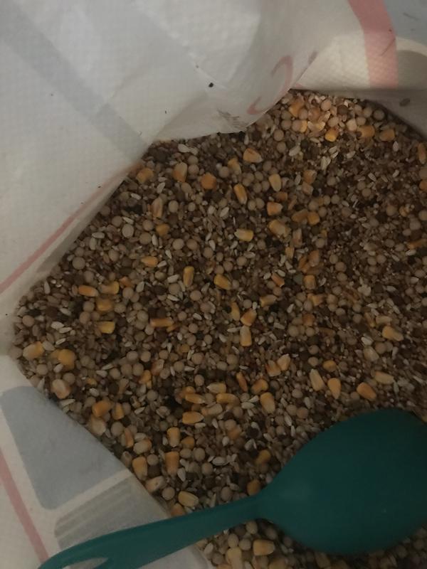 VERSELE-LAGA Classic Pigeon Food Blends Racing Pigeon Food, 50-lb bag ...