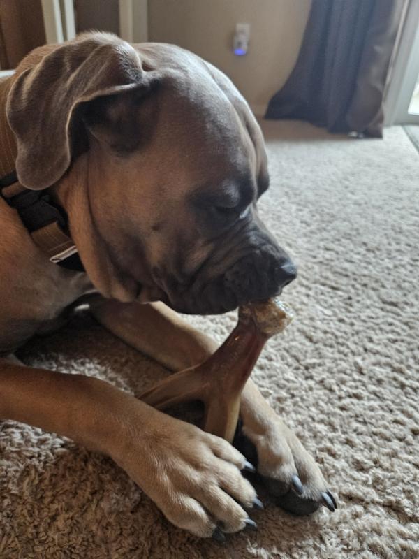 BENEBONE Bacon Flavor Wishbone Tough Dog Chew Toy, Large - Chewy.com