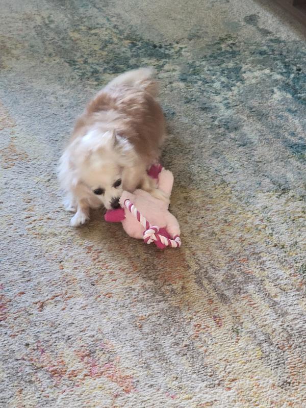 FRISCO Axolotl Plush with Rope Squeaky Dog Toy, Medium/Large - Chewy.com