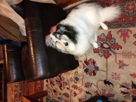 PRN PHARMACAL CranMate Dog & Cat Supplement, 60 count - Chewy.com