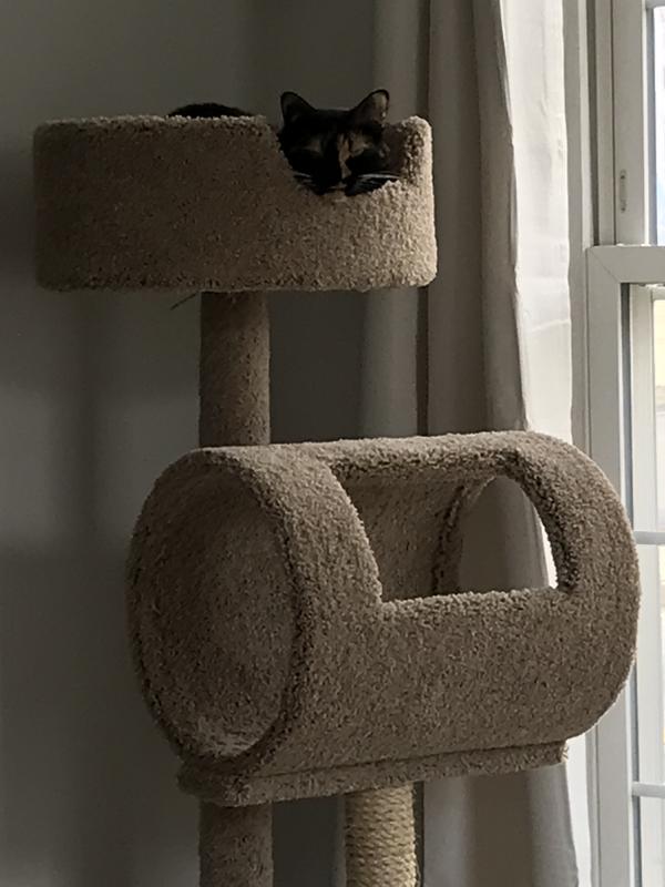 FRISCO 69-in Real Carpet Wooden Cat Tree, Beige - Chewy.com