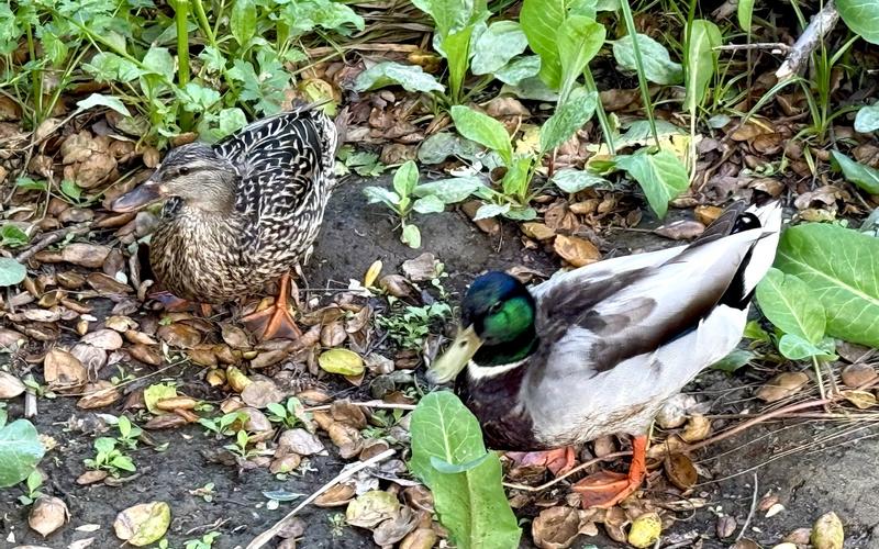 KALMBACH FEEDS All Natural Duck & Goose Food, 50-lb bag, case of 2 ...