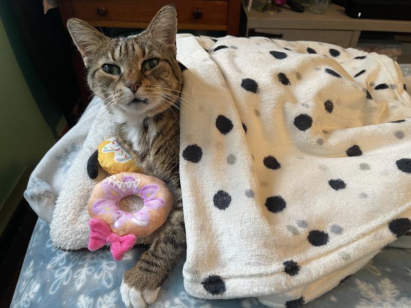 DISNEY Mickey & Friends Donuts Plush Cat Toy with Catnip, 6 count ...