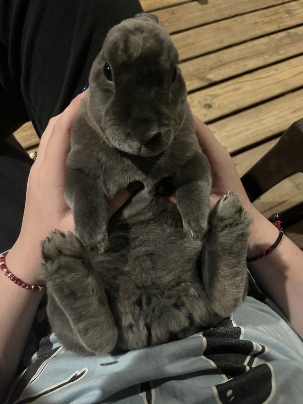 KENT / BLUE SEAL Home Fresh Pro Hutch 16 Pellet Rabbit Food, 25-lb bag ...