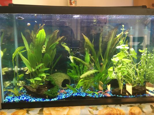 OMEGA ONE Super Color Flakes Tropical Fish Food, 5.3-oz jar - Chewy.com